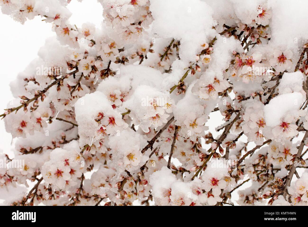 Almond flowers and snow Stock Photo - Alamy