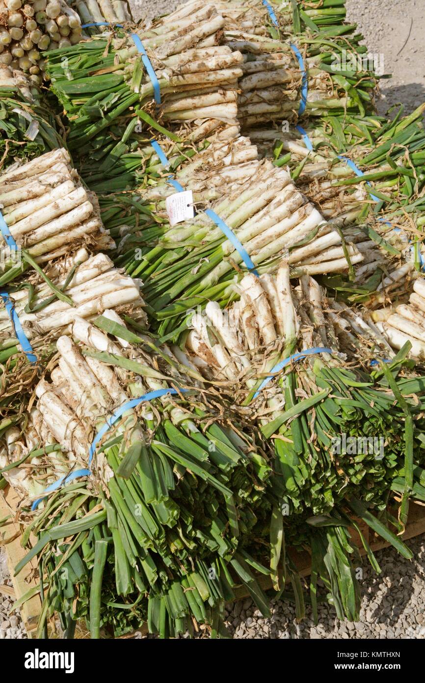 Valls spain calcots hi-res stock photography and images - Alamy