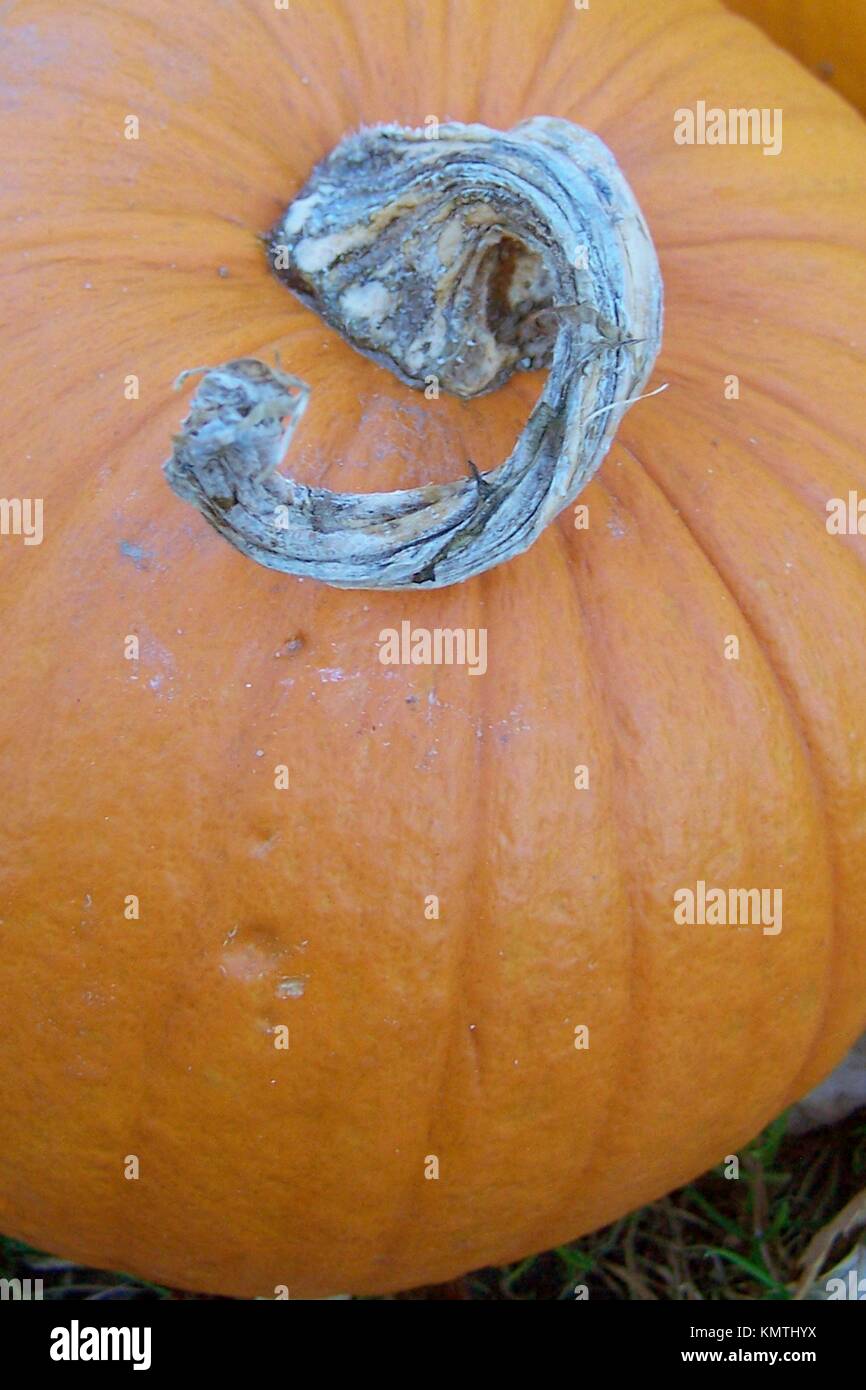 The twisted stem hi-res stock photography and images - Alamy