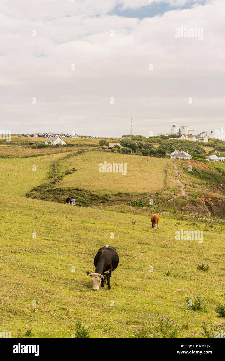 Farming lizard cornwall hi-res stock photography and images - Alamy