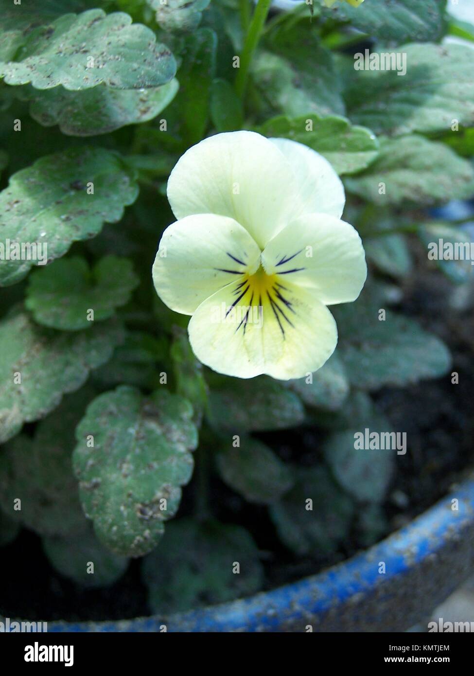 White viola hi-res stock photography and images - Alamy