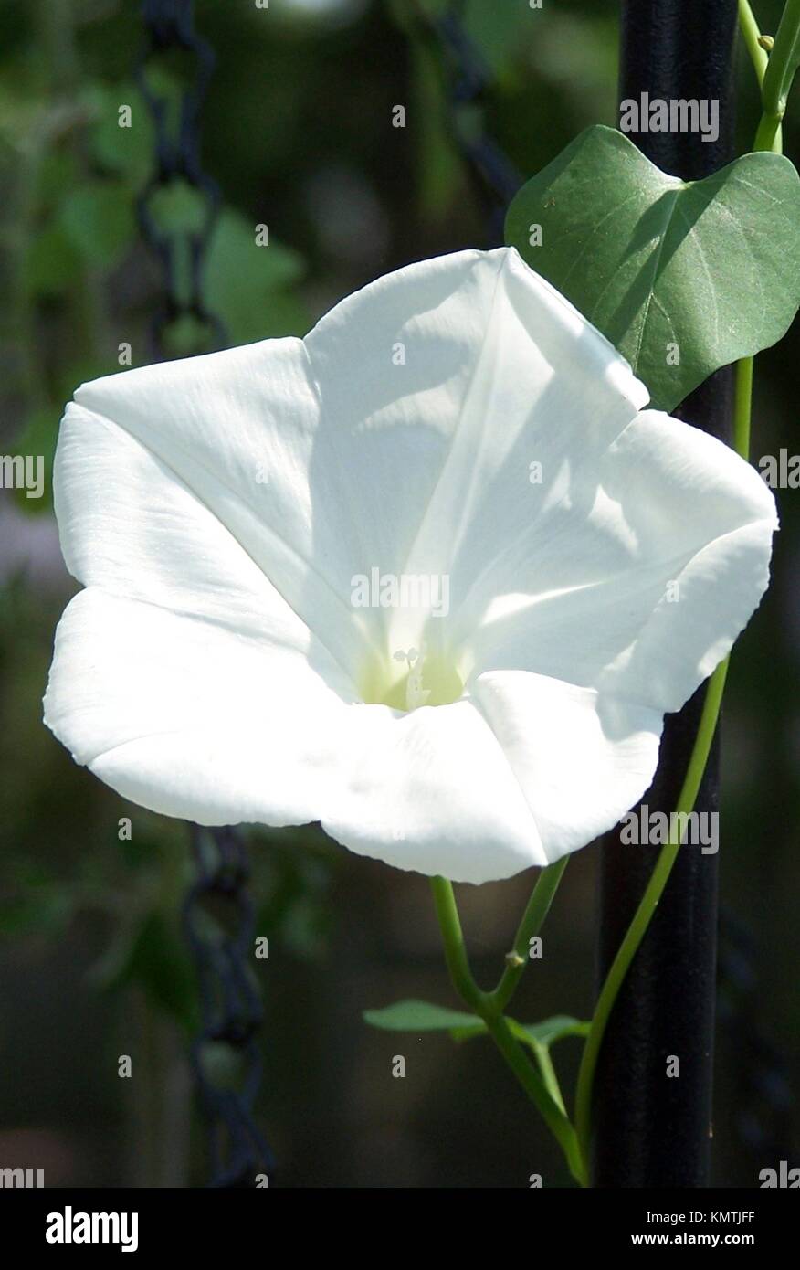 Ipomea alba hi-res stock photography and images - Alamy