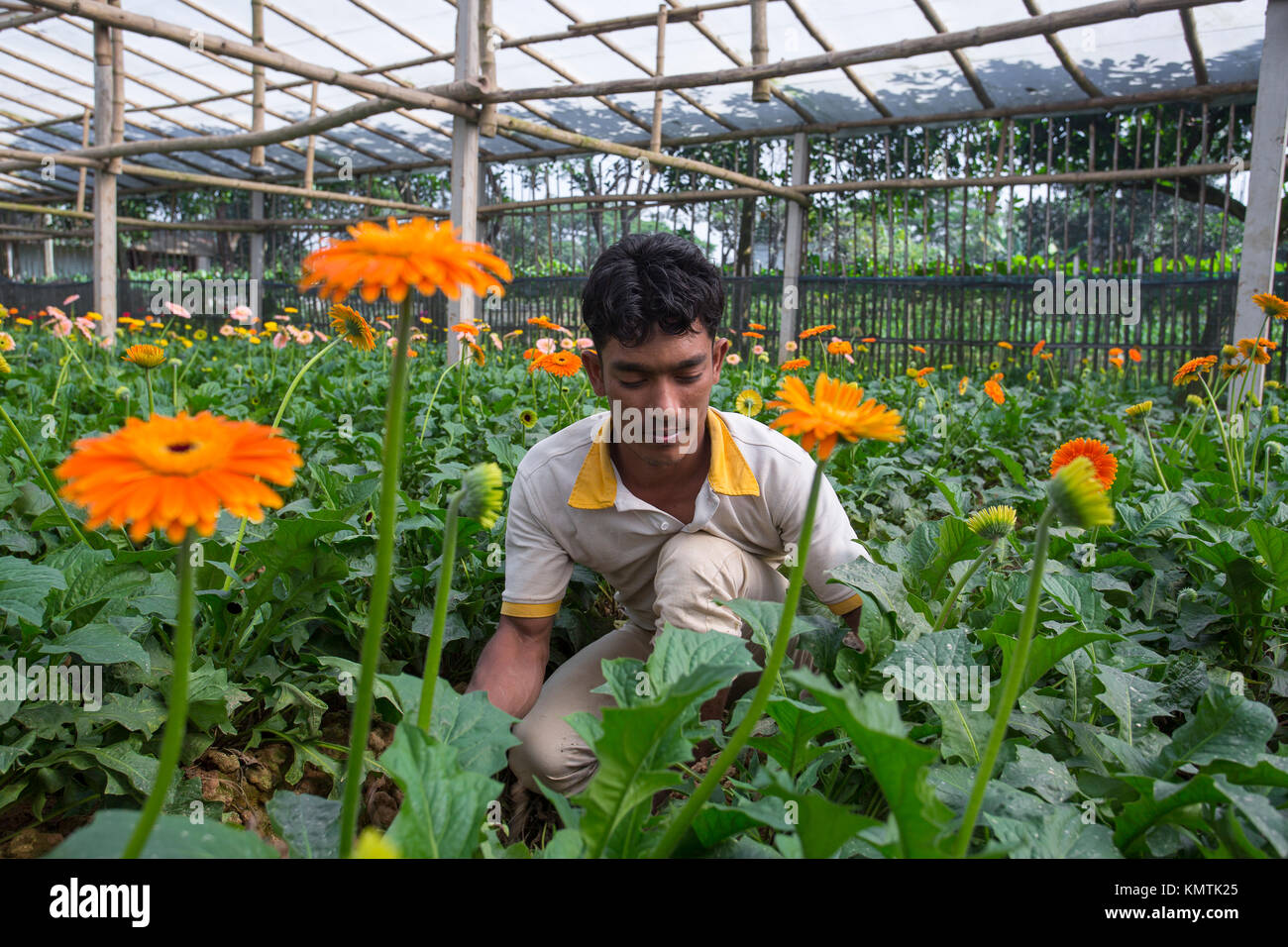 Gerbera Cultivation at a private green house farm in savar, Dhaka ...