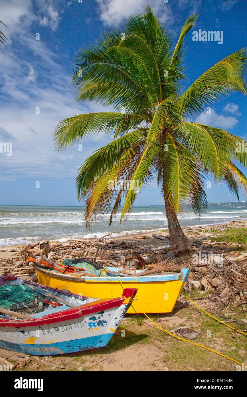 Palm trees line the coast of western Puerto Rico Stock Photo - Alamy