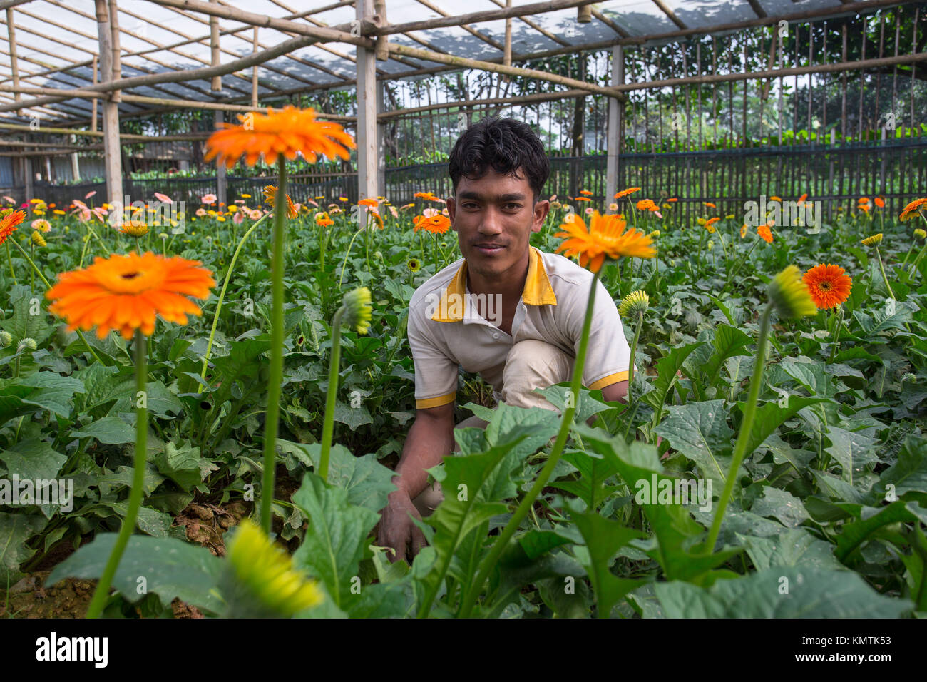 Gerbera Cultivation at a private green house farm in savar, Dhaka ...