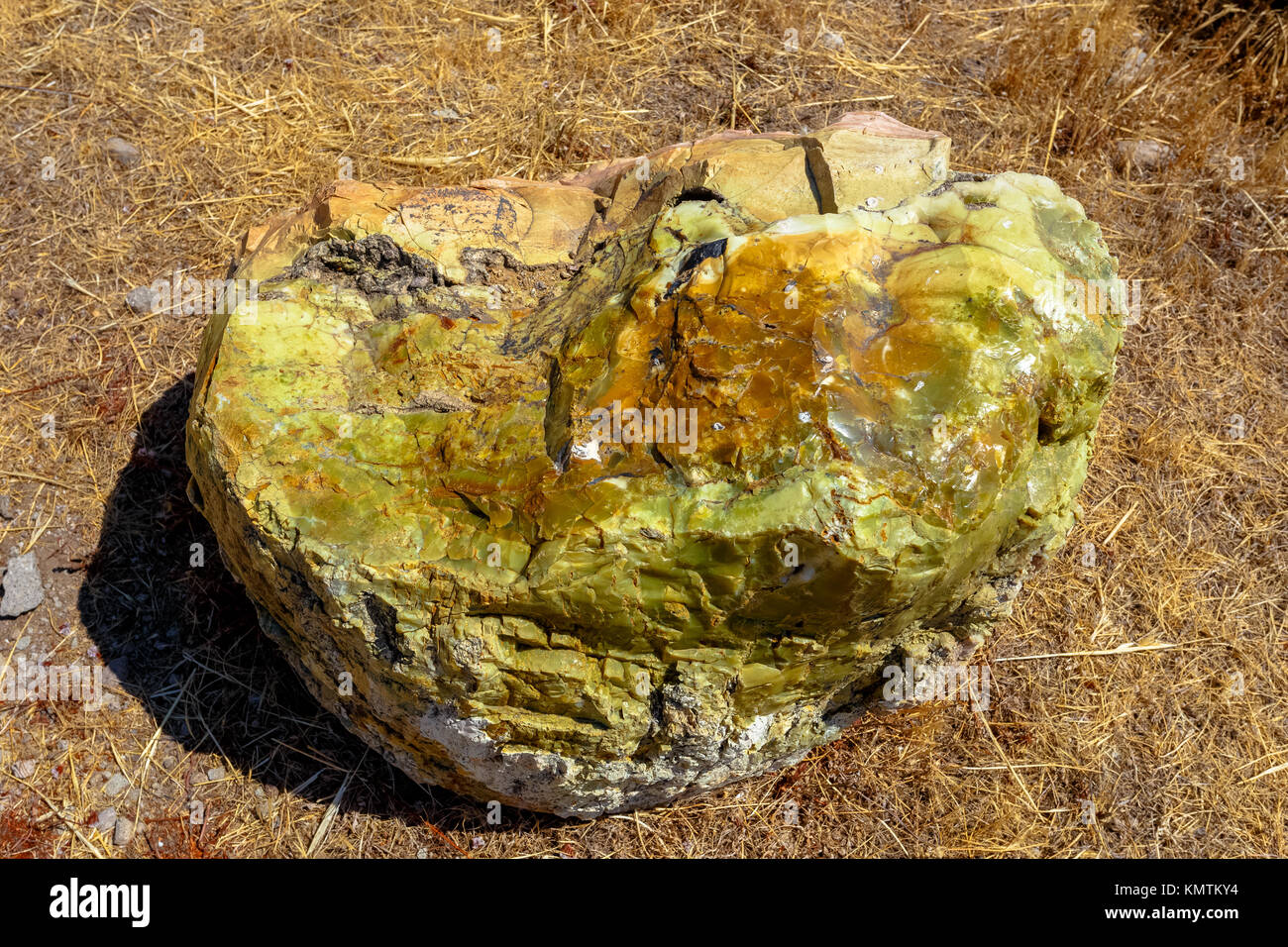 A fossilized colorful tree trunk from the UNESCO Geopark "Petrified ...