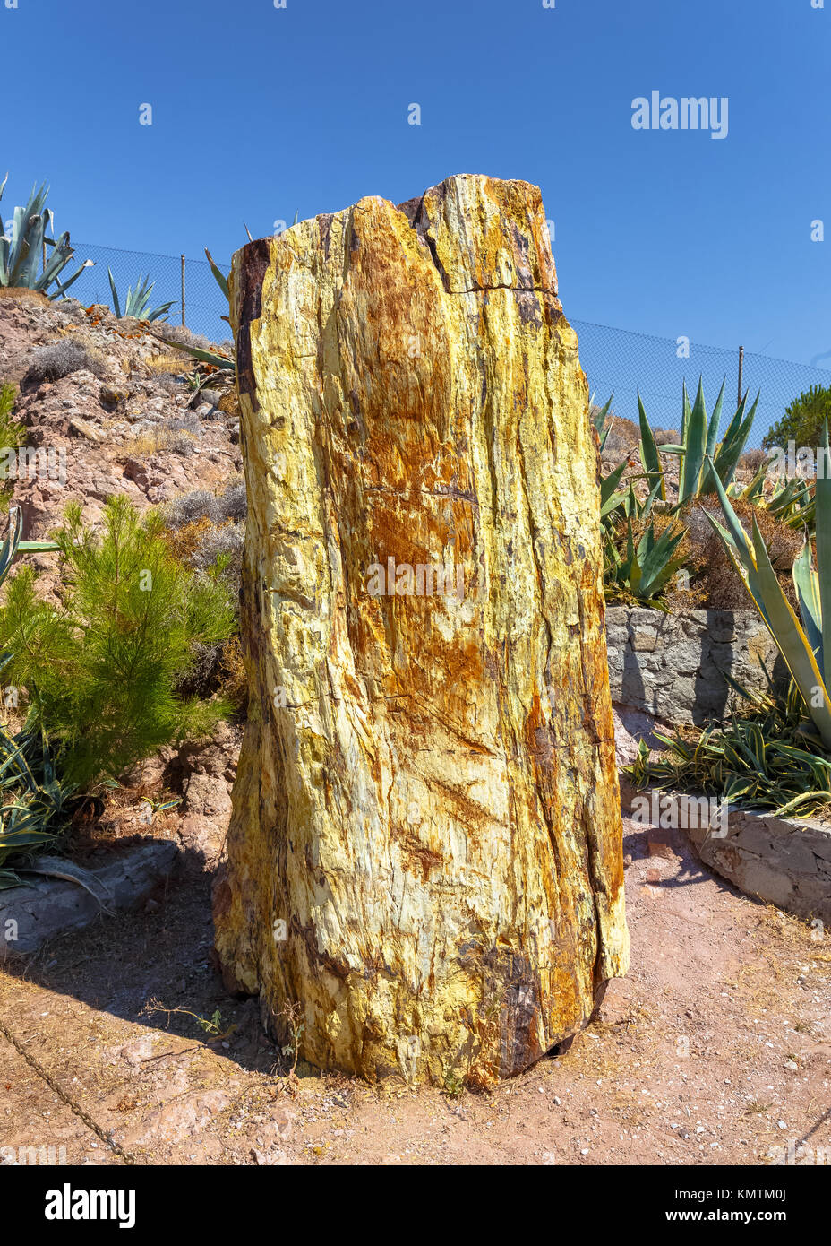 A fossilized colorful tree trunk from the UNESCO Geopark "Petrified ...