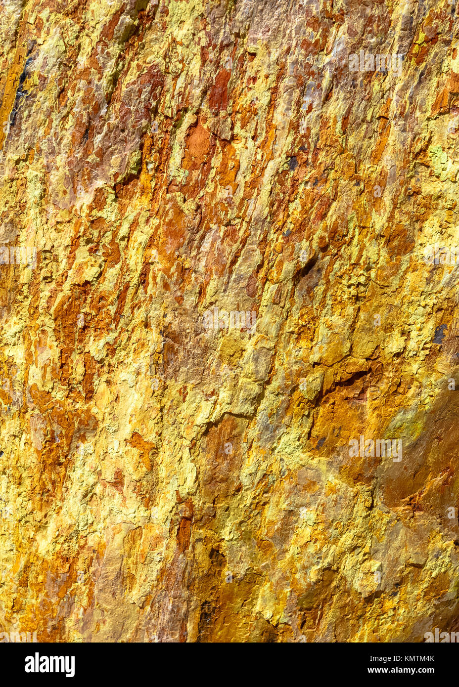 A fossilized colorful tree trunk from the UNESCO Geopark "Petrified ...