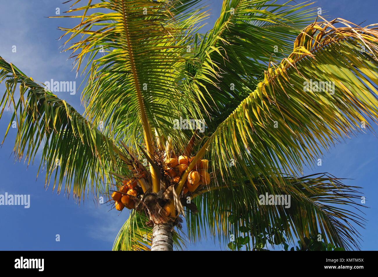 Blue Mauritius High Resolution Stock Photography and Images - Alamy