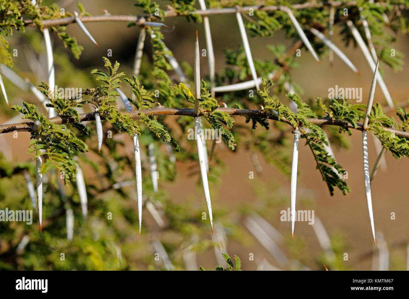 Acacia Trees Thorns