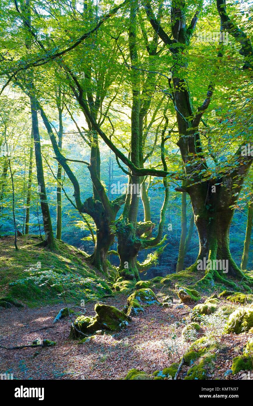 Ecosystem intact hi-res stock photography and images - Alamy