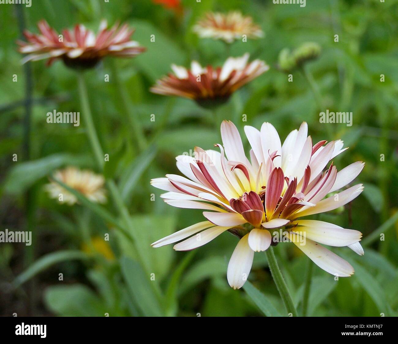 Calendula sherbet fizz hi-res stock photography and images - Alamy