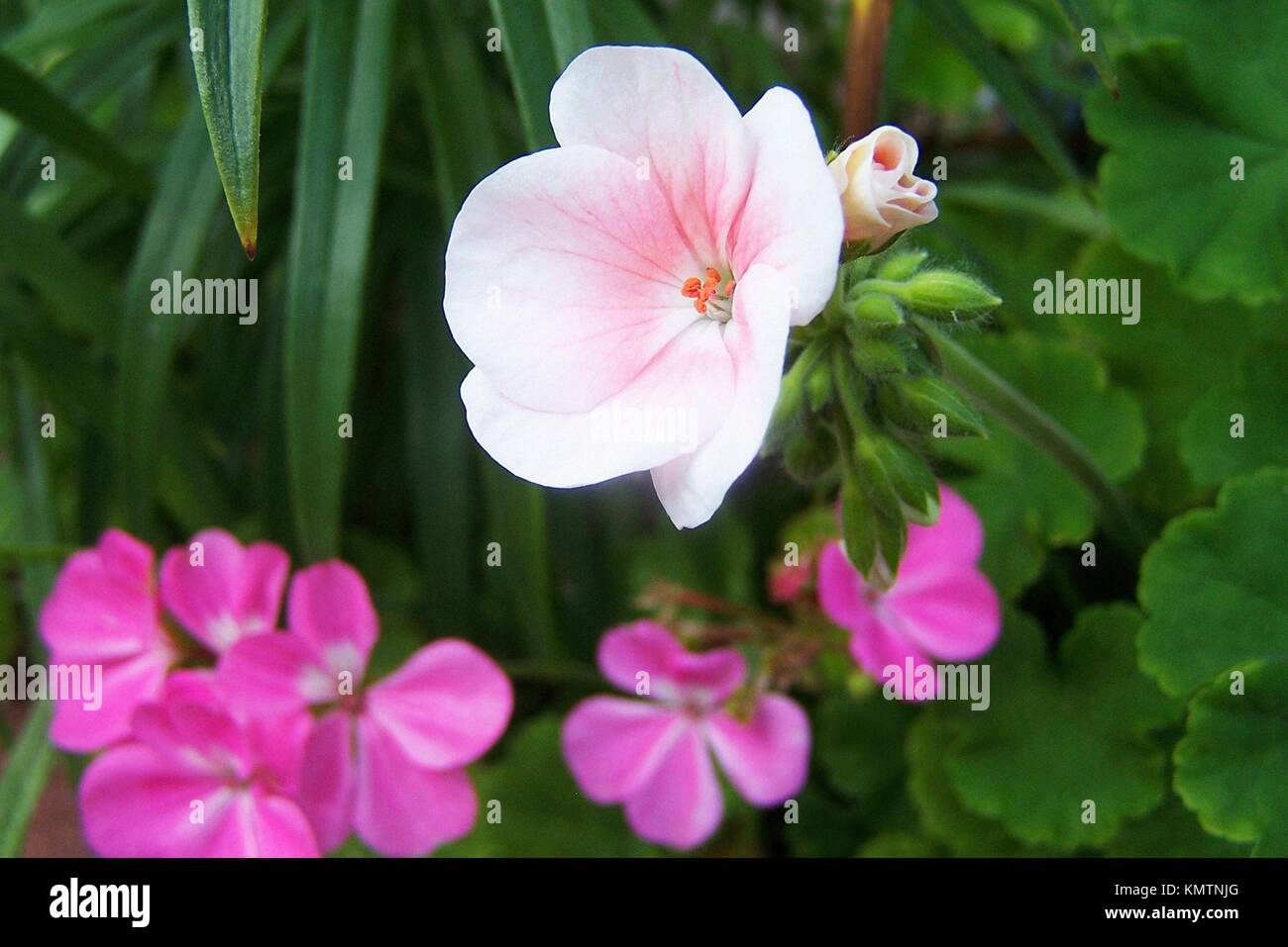 A group of different annual geraniums Stock Photo - Alamy