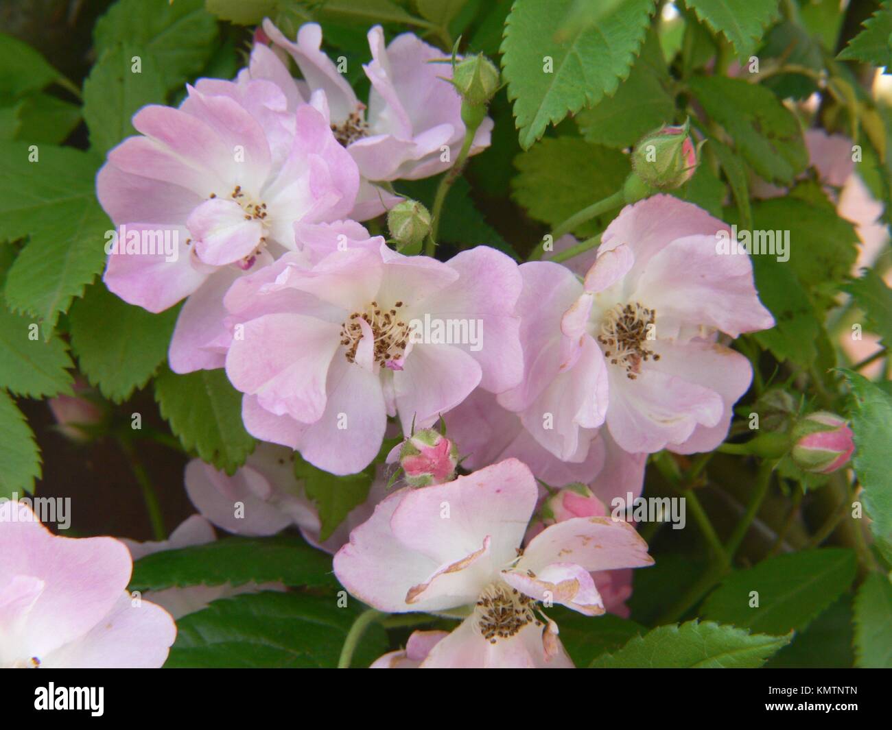 Rose Rosa sp Stock Photo - Alamy
