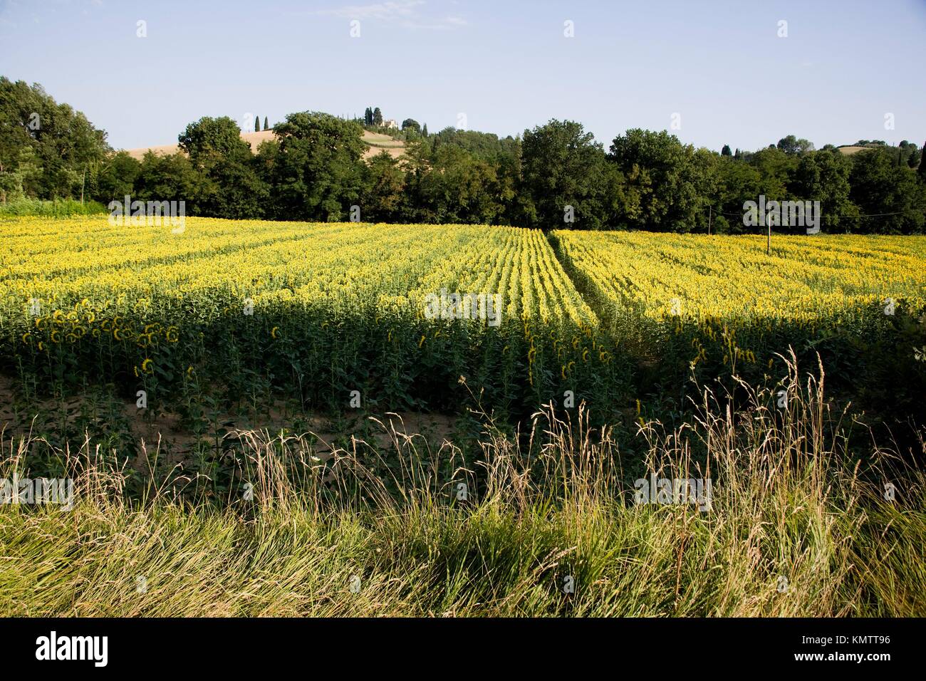 Sunflower fields in tuscany italy hi-res stock photography and images ...