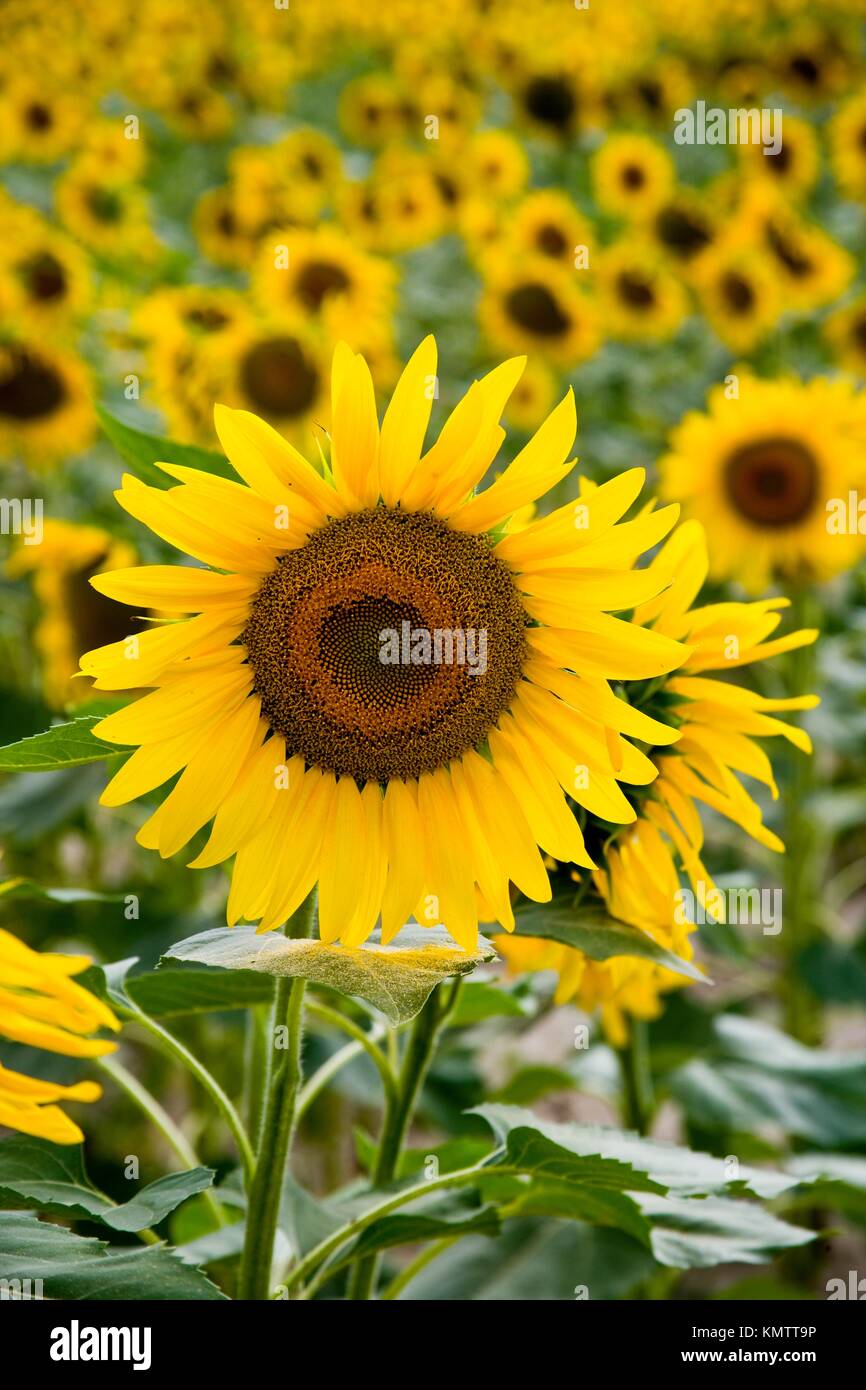 sunflowers at the Tuscany fields in Italy Stock Photo - Alamy
