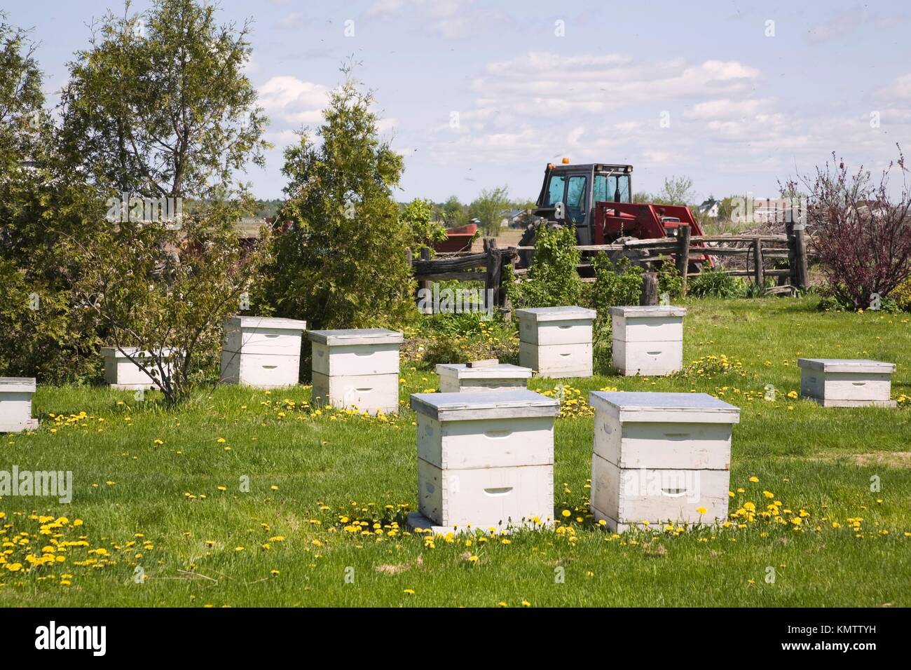 Apiary commercial hi-res stock photography and images - Alamy
