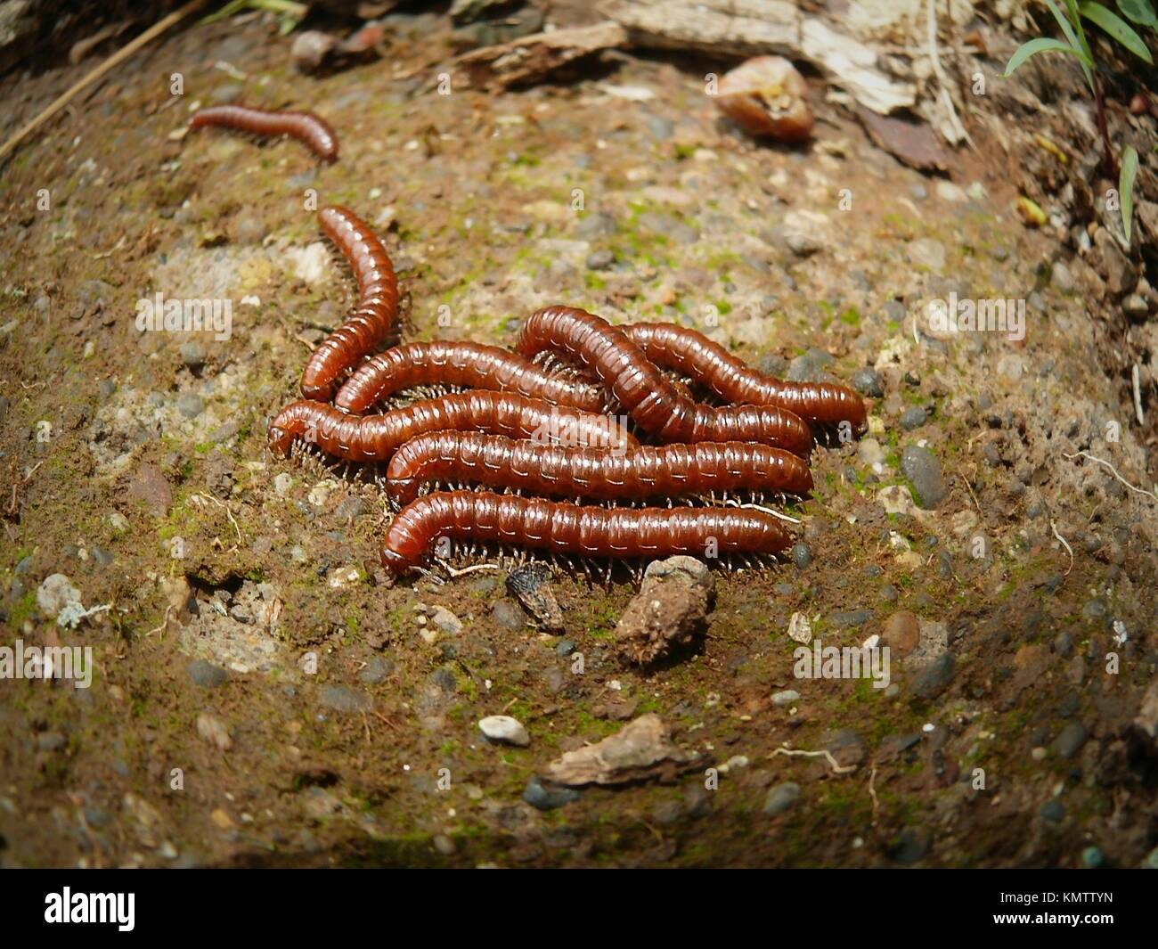 Millipede group hi-res stock photography and images - Alamy