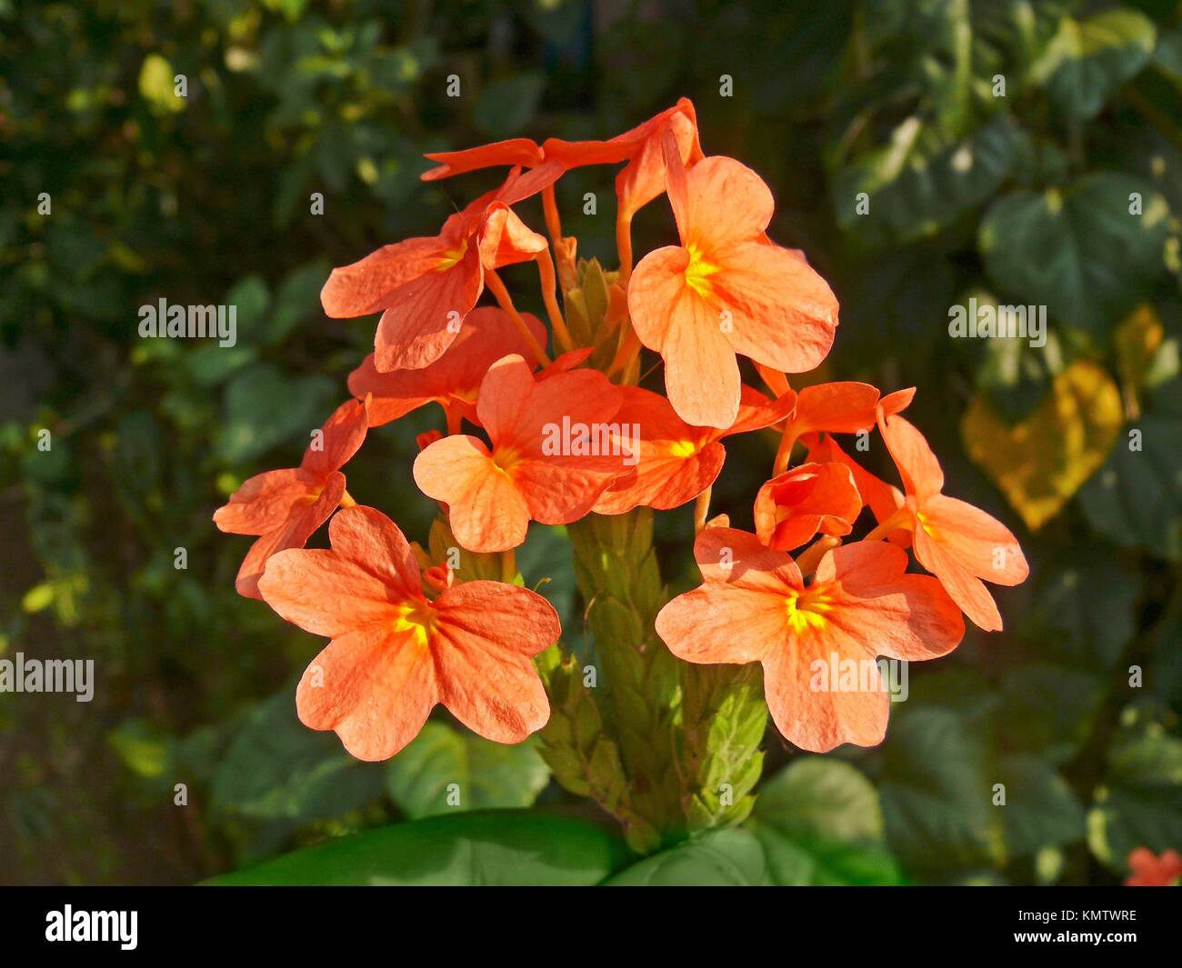 Crossandra plant pot hi-res stock photography and images - Alamy