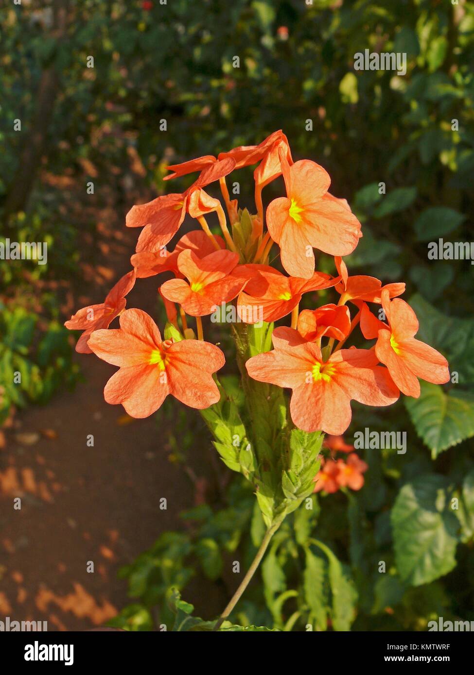 Crossandra crossandra infundibuliformis hi-res stock photography and ...