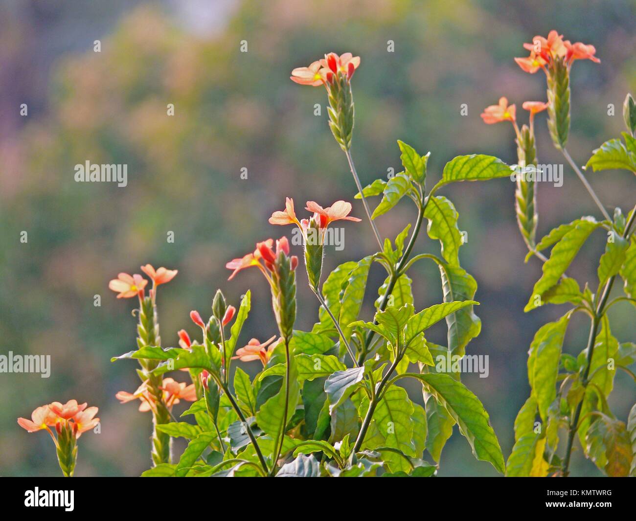Crossandra crossandra infundibuliformis hi-res stock photography and ...