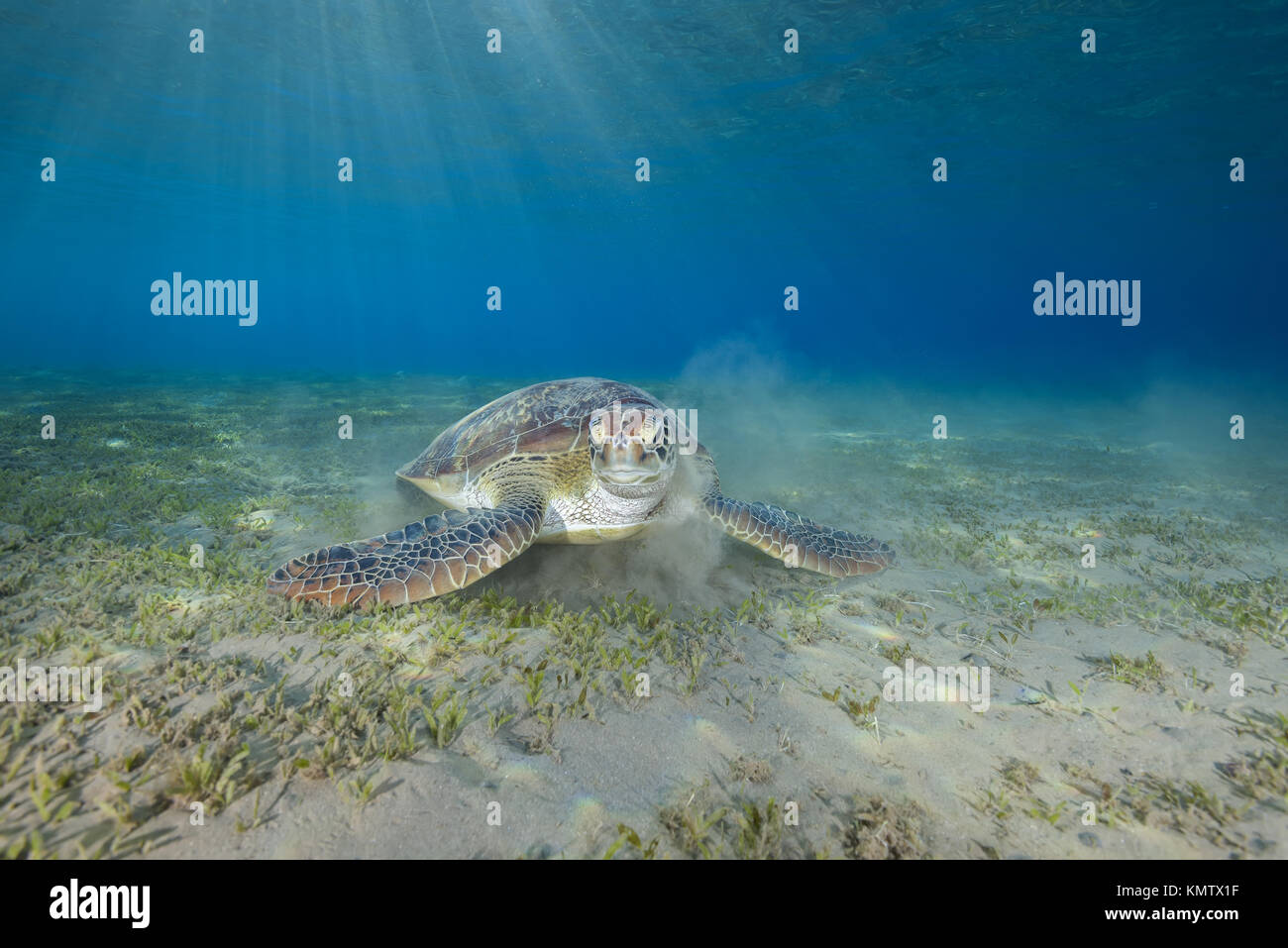 Green sea turtle eating hi-res stock photography and images - Alamy