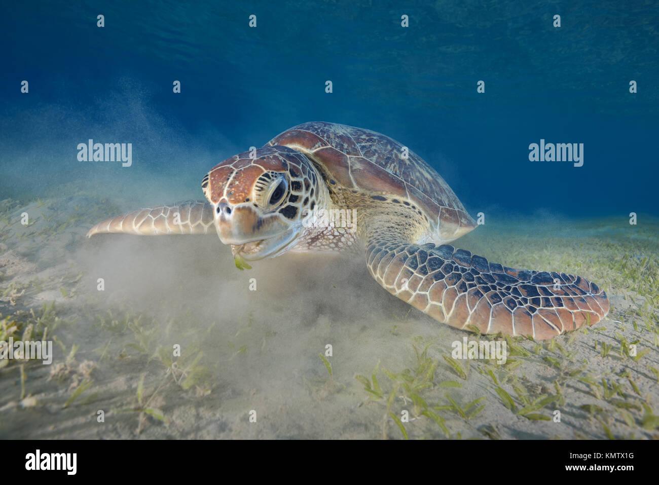 Green sea turtle eating hi-res stock photography and images - Alamy