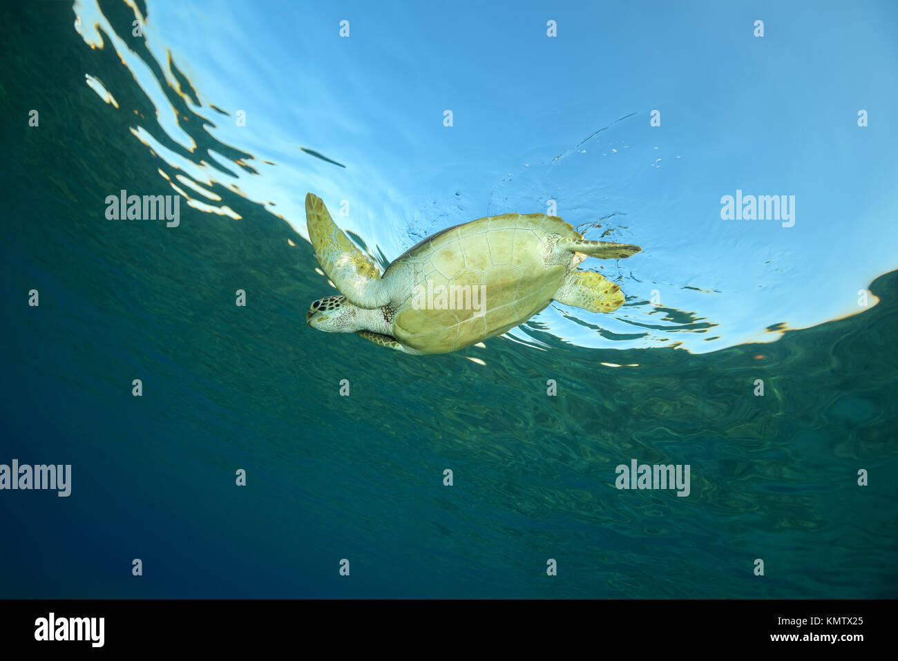 Turtle under surface hi-res stock photography and images - Alamy