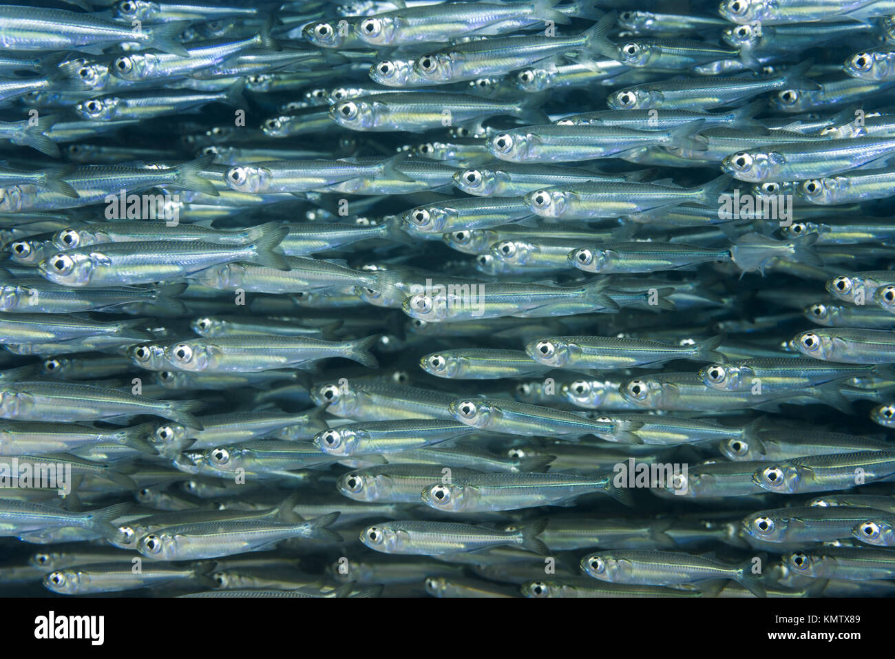 Massive school of fish Stock Photo - Alamy
