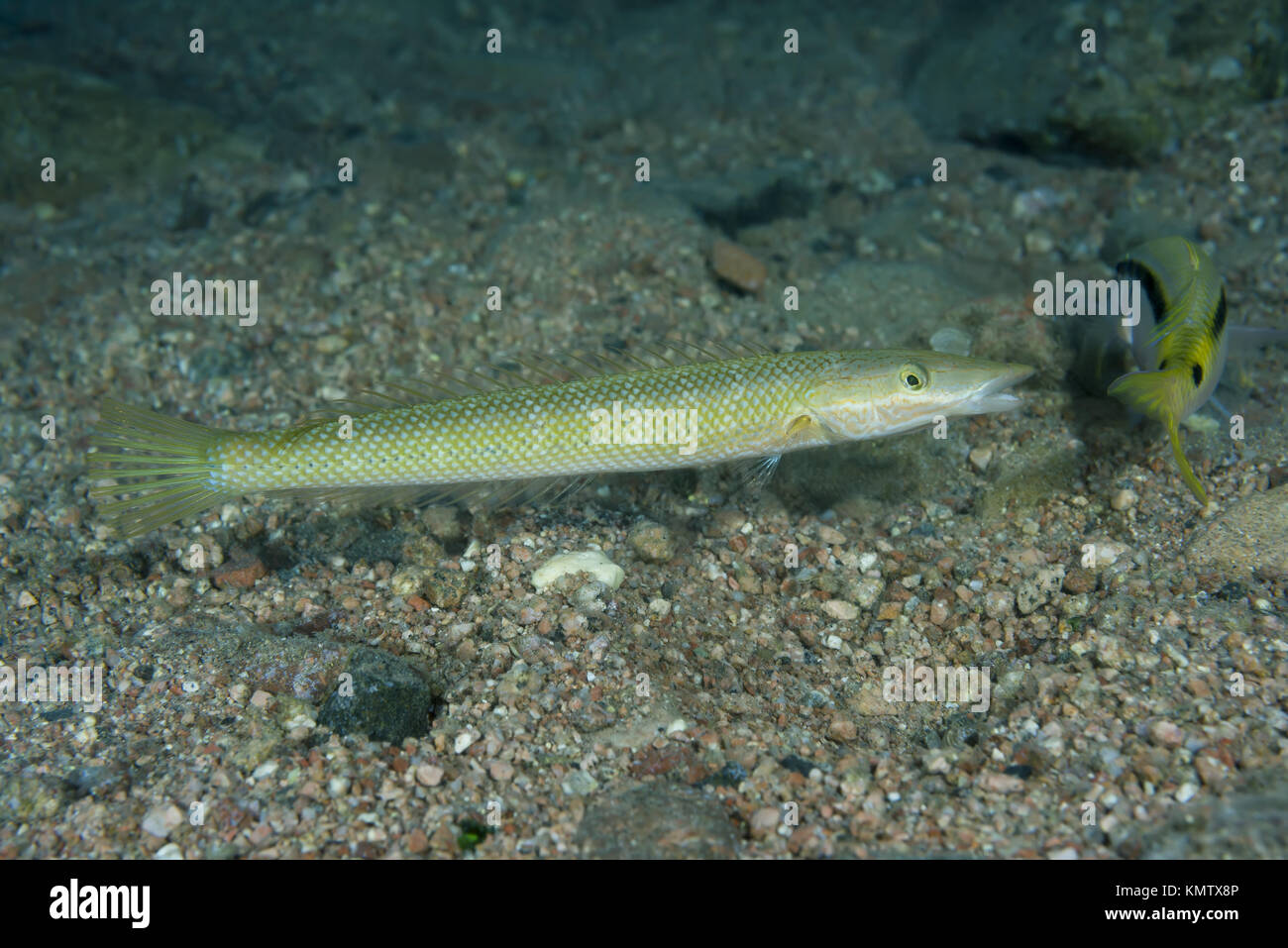 Cigar Wrasse (Cheilio inermis) over sandy bottom Stock Photo - Alamy