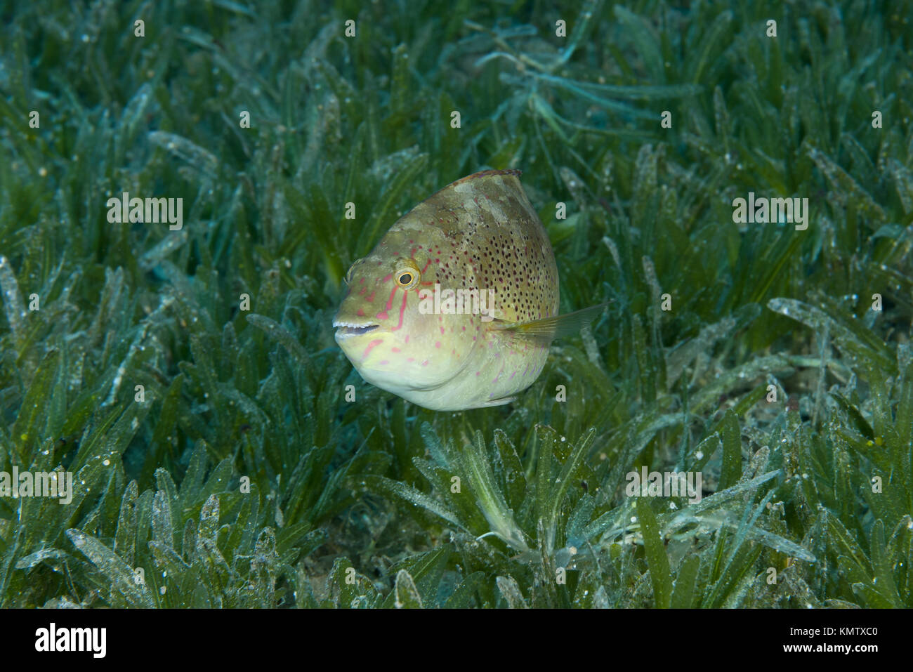 Viridescent Parrotfish (Calotomus viridescens) swim over sea grass ...