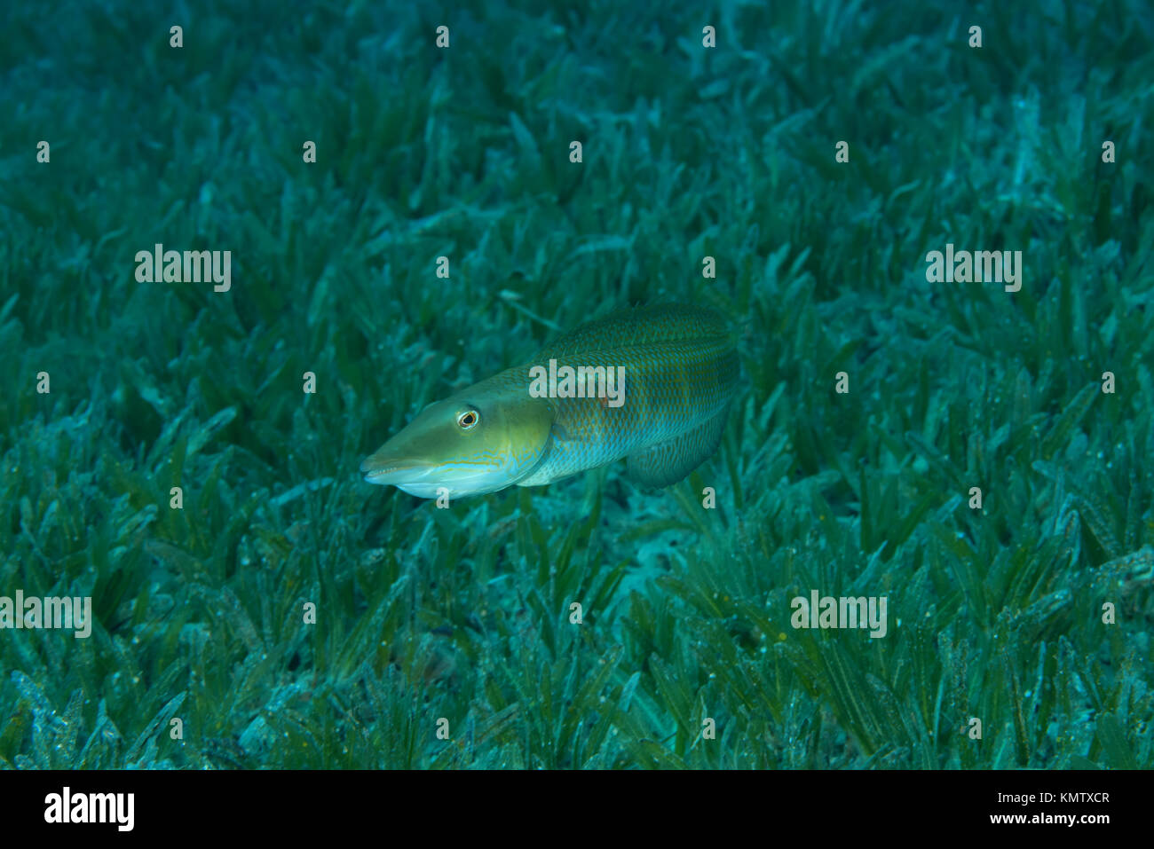 Cigar Wrasse (Cheilio inermis) swim over sea grass Stock Photo - Alamy