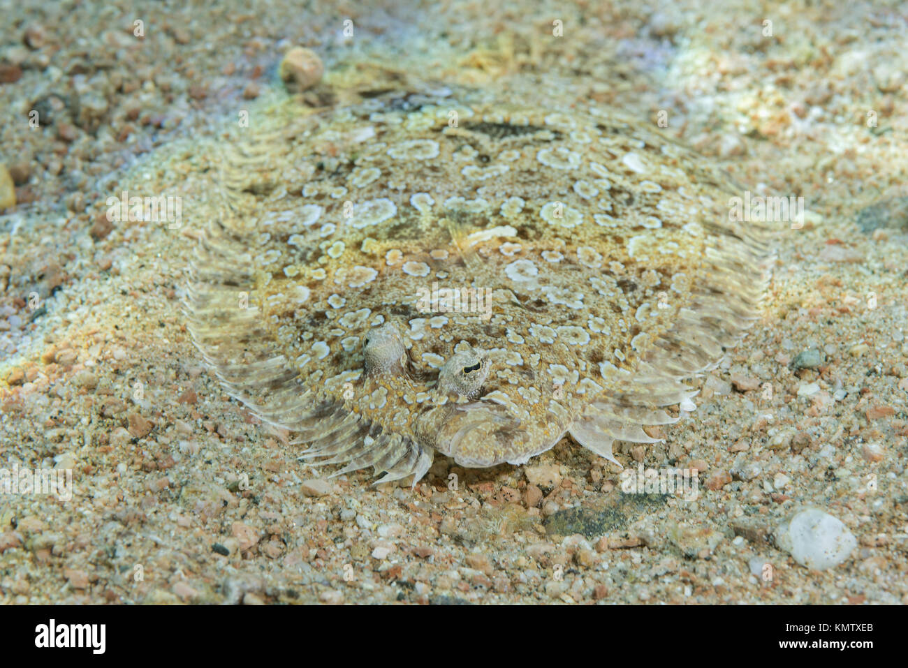 Leopard Flounder (Bothus pantherinus) on sandy bottom Stock Photo - Alamy