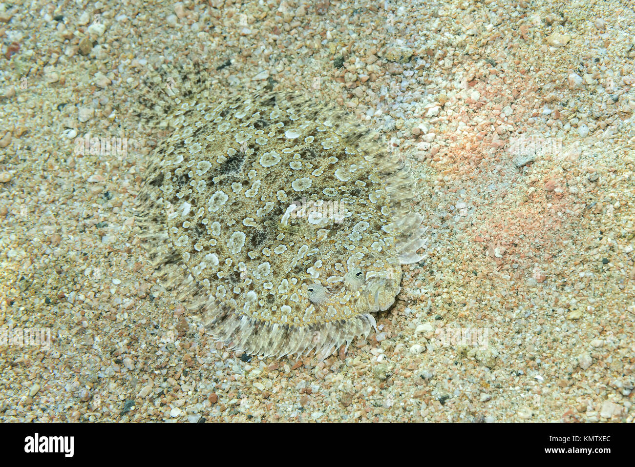 Leopard Flounder (Bothus pantherinus) on sandy bottom Stock Photo - Alamy