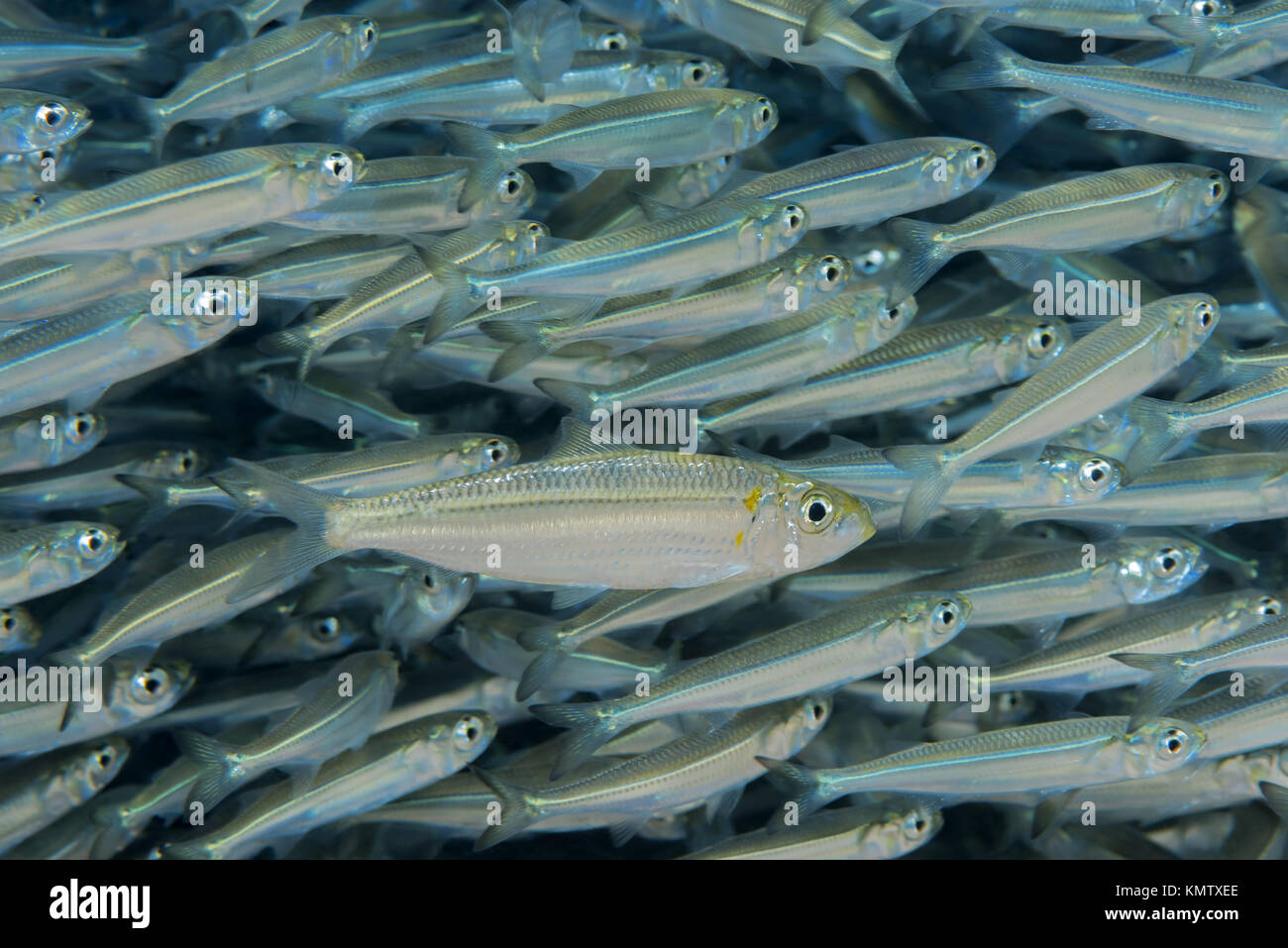Massive school of fish Stock Photo - Alamy