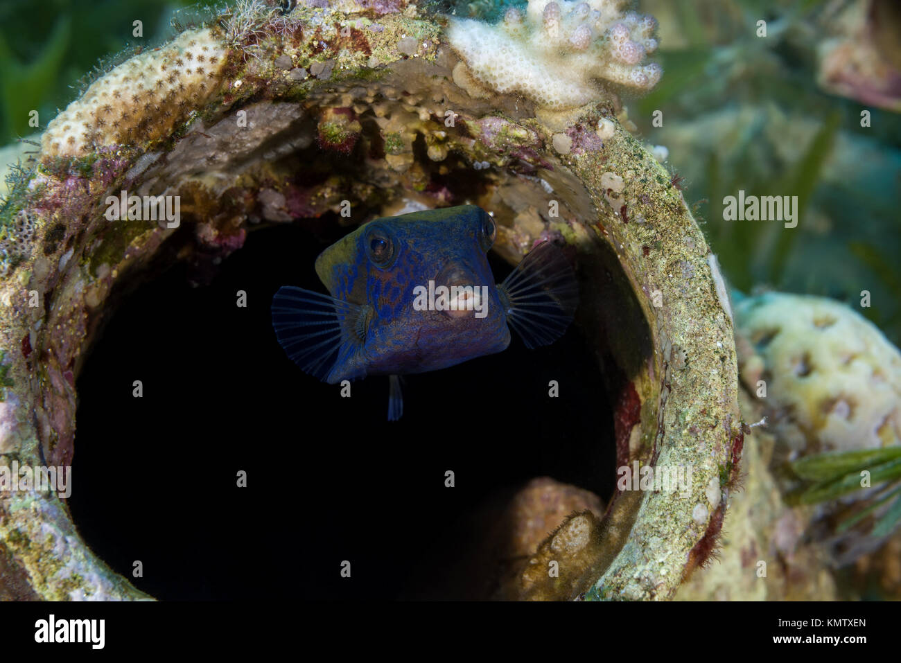 Amphora and underwater hi-res stock photography and images - Alamy