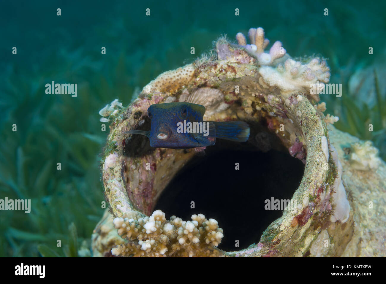 Baby Bluetail Trunkfish (Ostracion cyanurus) hiding in the amphorae ...