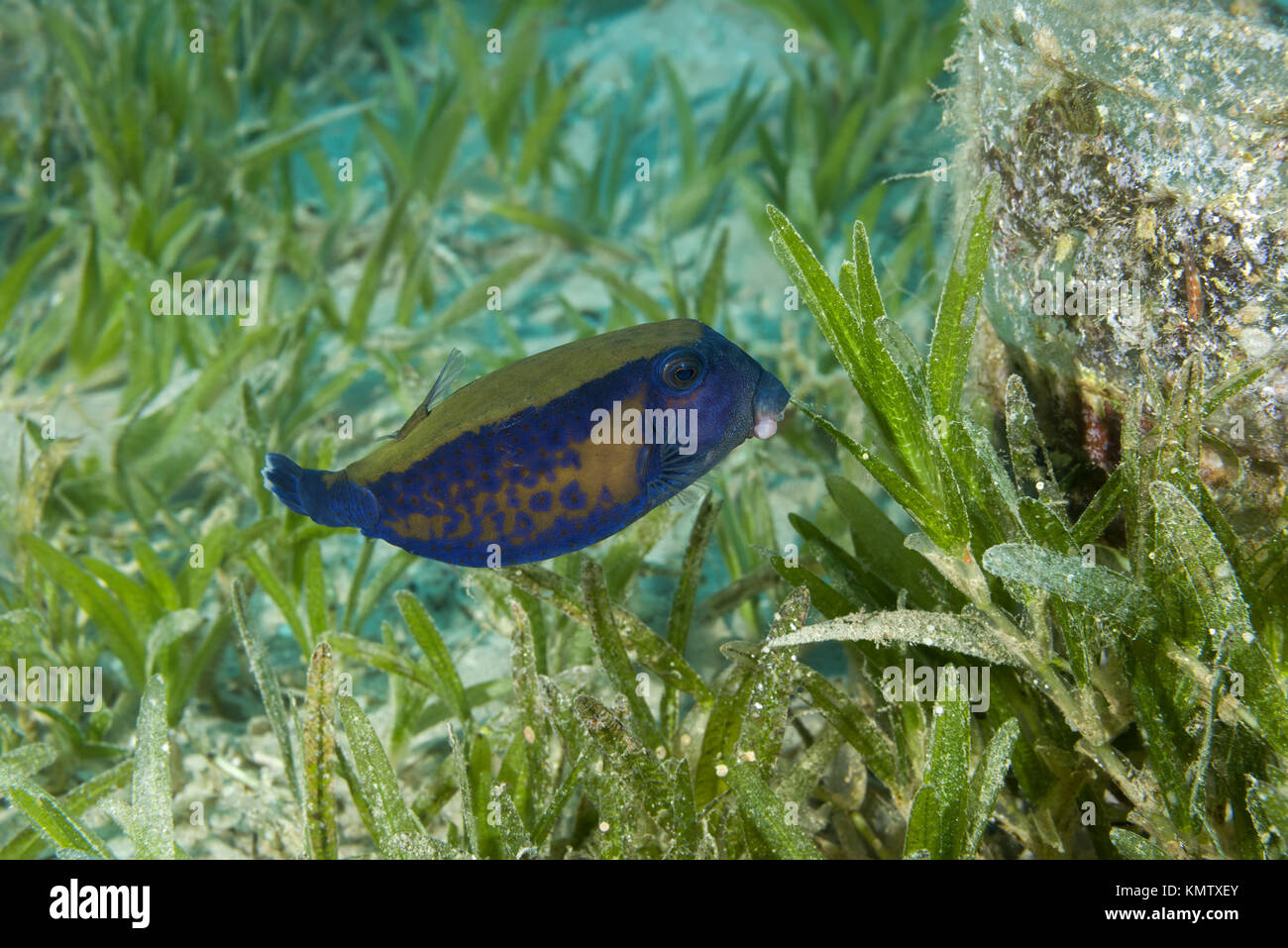 Baby Bluetail Trunkfish (Ostracion cyanurus) swims in the green sea ...