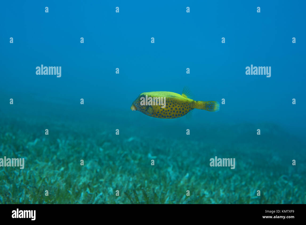 Yellow Boxfish Cube Trunkfish Ostracion High Resolution Stock ...