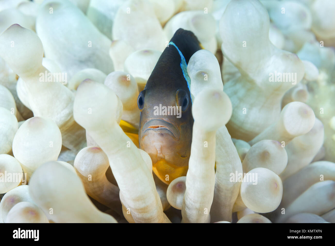 Parasicyonis actinostoloides hi-res stock photography and images - Alamy