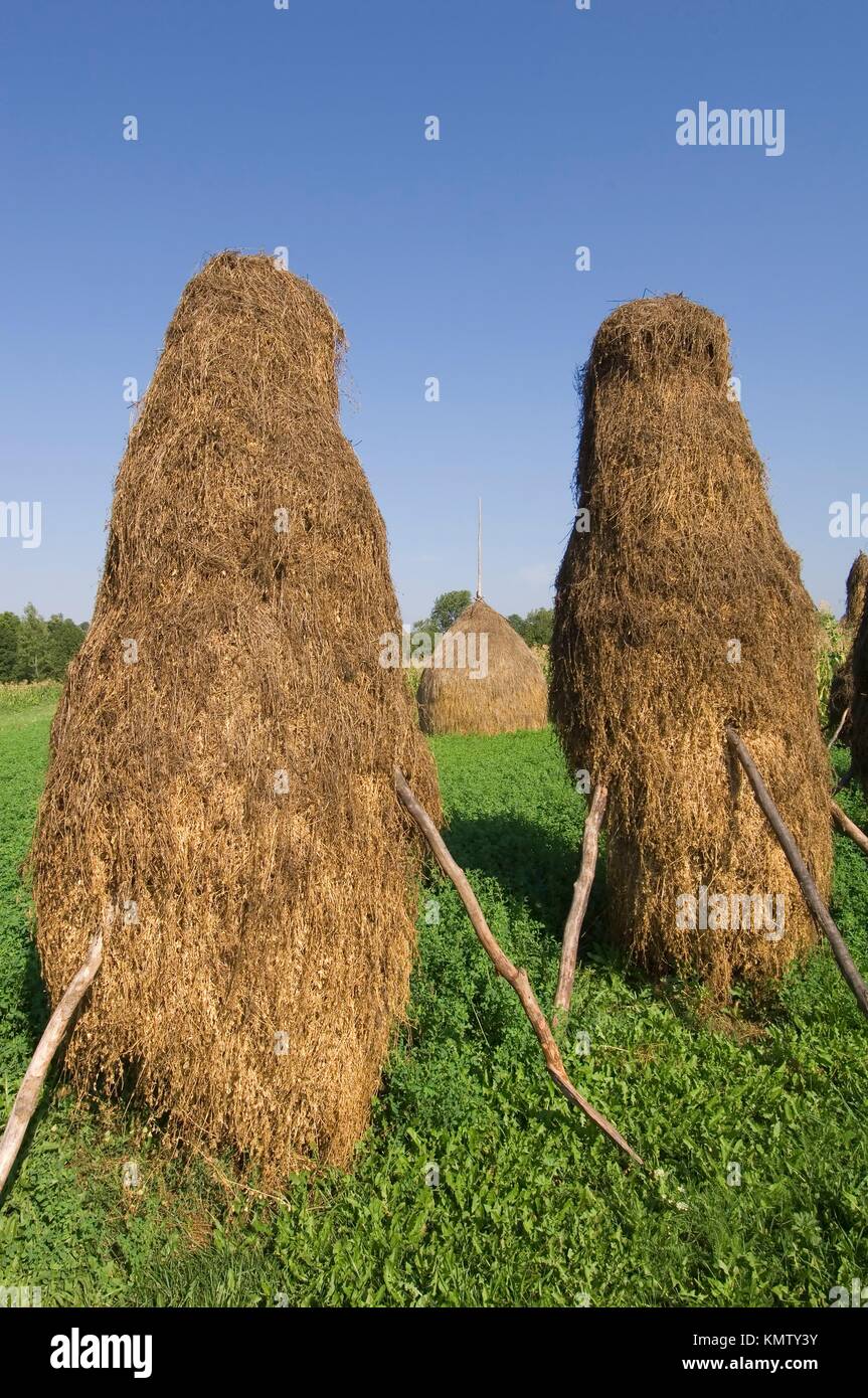 Agriculture haystack hi-res stock photography and images - Alamy