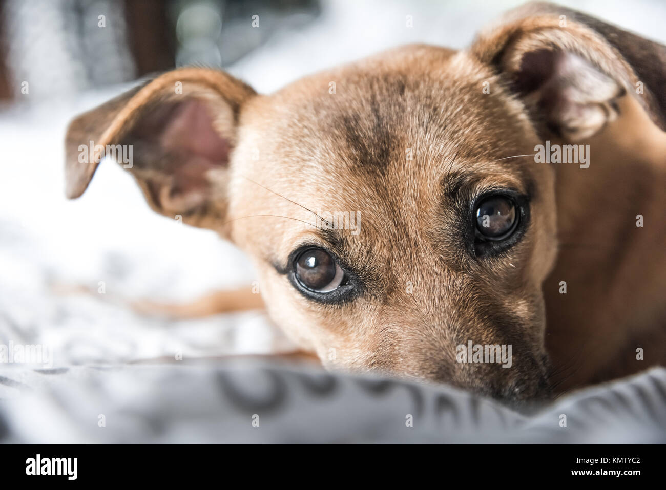 Cute Puppy - Adorable Young Happy Dog with Beautiful and Joyful Eyes ...