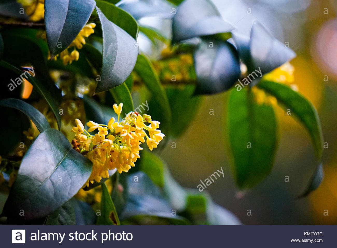 Osmanthus Stock Photos & Osmanthus Stock Images - Alamy
