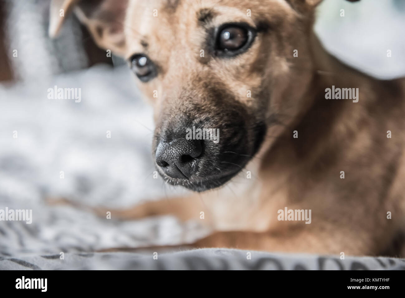 Cute Puppy - Adorable Young Happy Dog with Beautiful and Joyful Eyes ...