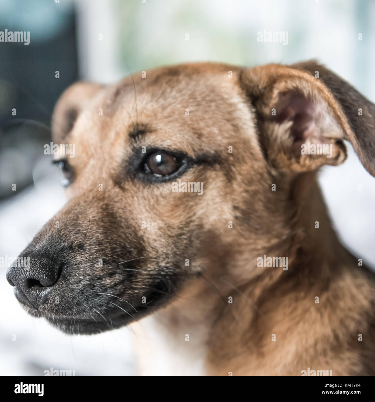 Cute Puppy - Adorable Young Happy Dog with Beautiful and Joyful Eyes ...