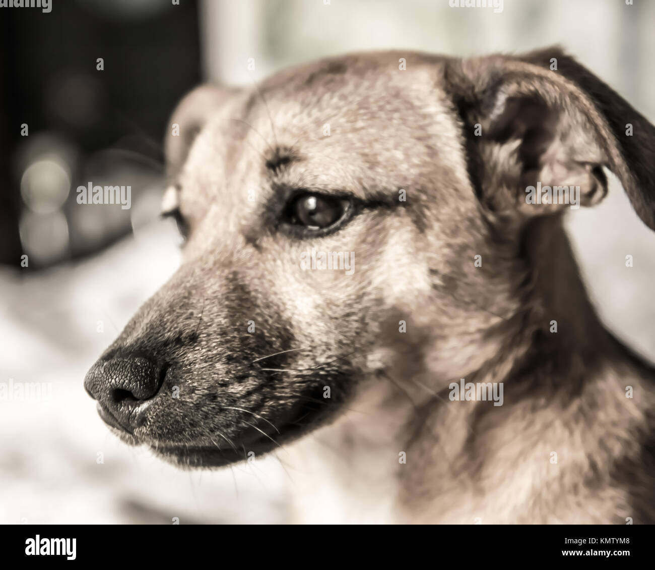 Cute Puppy - Adorable Young Happy Dog with Beautiful and Joyful Eyes ...