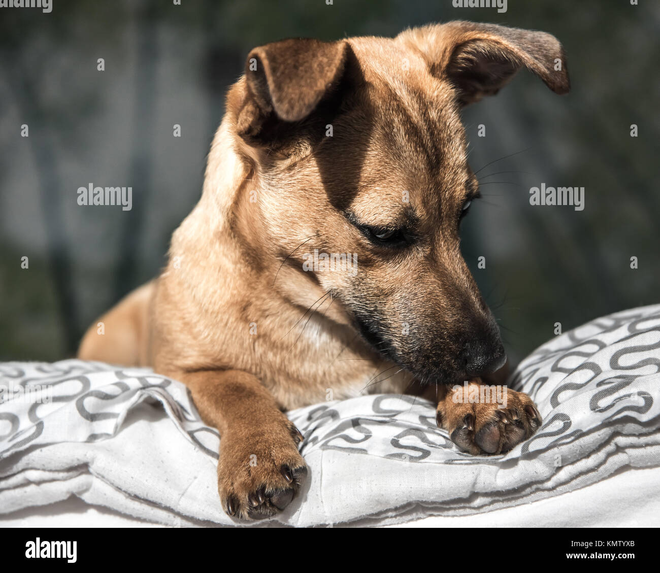 Cute Puppy - Adorable Young Happy Dog with Beautiful and Joyful Eyes ...