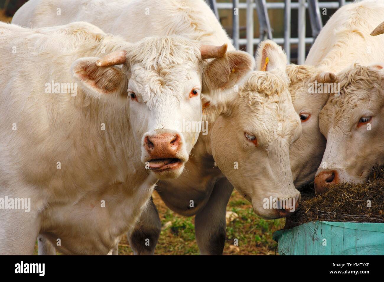 Fattening bulls hi-res stock photography and images - Alamy