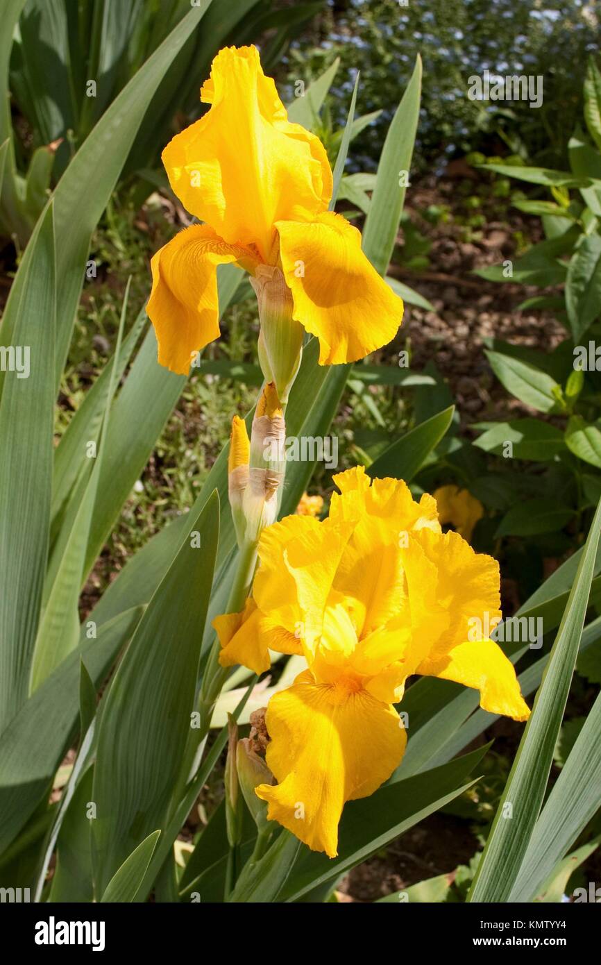 Two golden yellow Iris Stock Photo - Alamy