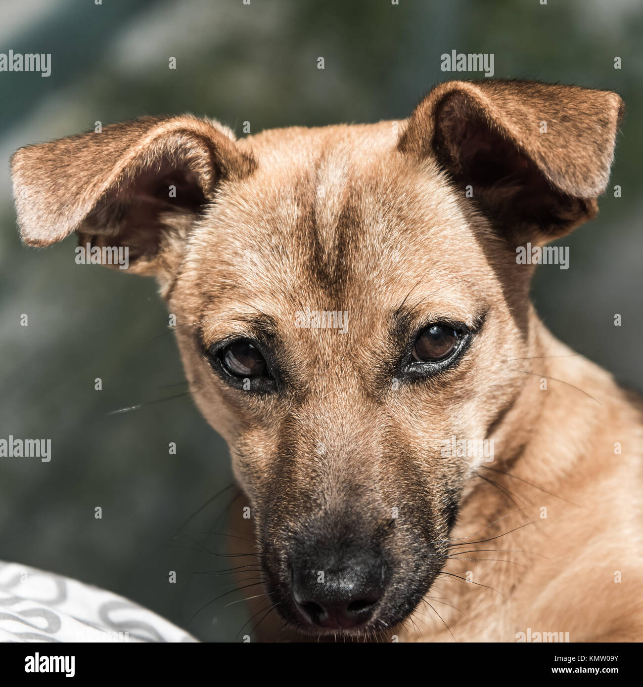 Cute Puppy - Adorable Young Happy Dog with Beautiful and Joyful Eyes ...